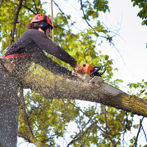 Hazardous Tree Removal - Foothill Sierra Tree Service